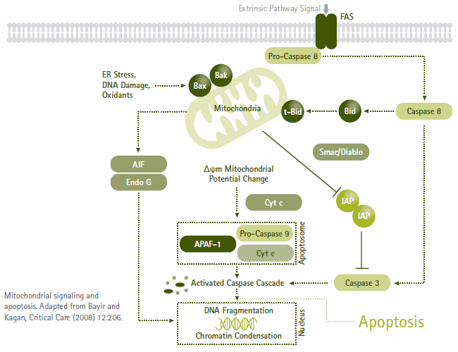 Apoptosis Assays | Life Science Research | Merck