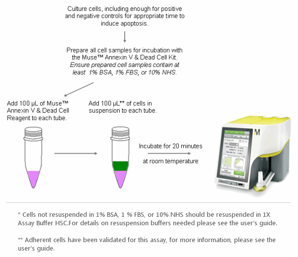 Cell Health Assays for Muse Cell Analyzer | Life Science Research | Merck