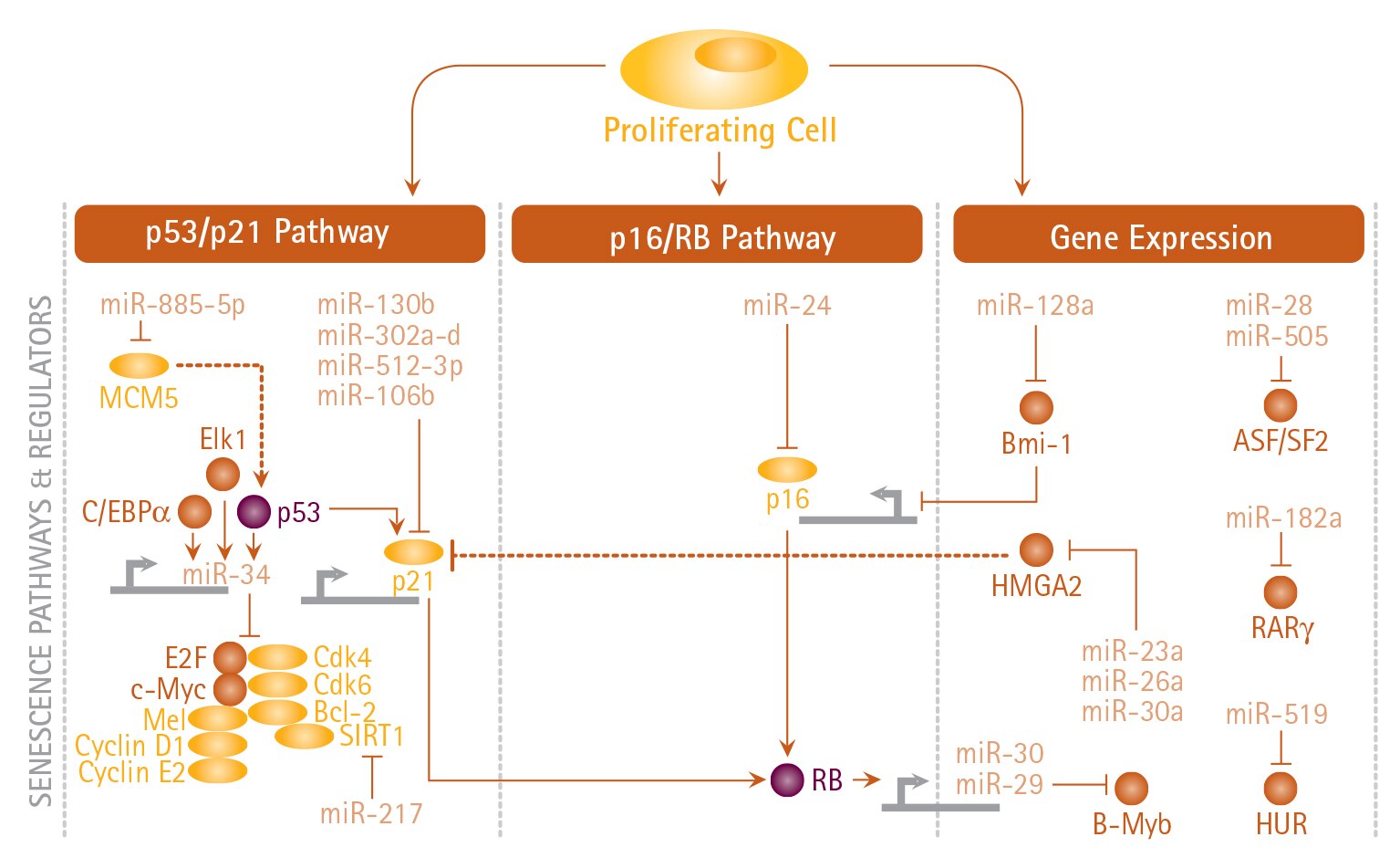 Cellular Senescence | Life Science Research | Merck