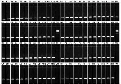 Extract-N-Amp Reagent Provides a Highly Effective Way of Generating PCR ...