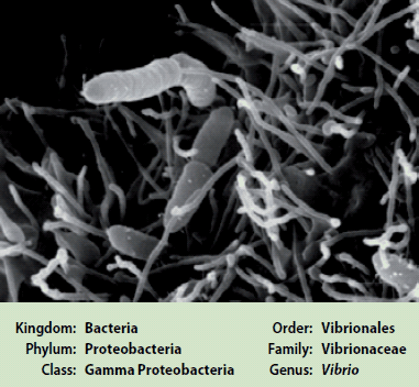 Vibrio Detection