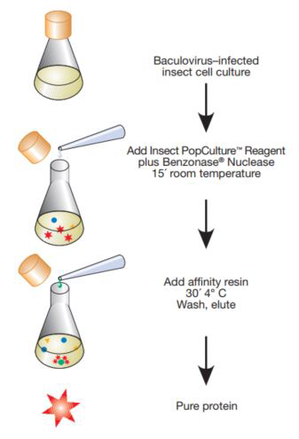 Centrifugation-free Protein Extraction and Purification from Total ...