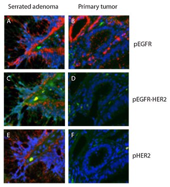 EGFR-Family Receptor Dimerization Studies