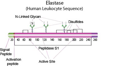 Elastase Function and Importance