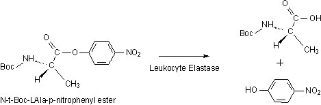 Elastase Function and Importance