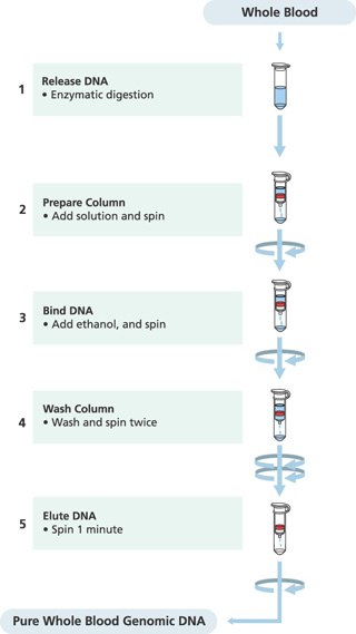 GenElute™ Blood Genomic DNA Kit Protocol