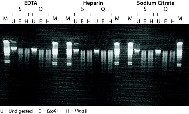 GenElute™ Blood Genomic DNA Kit Protocol