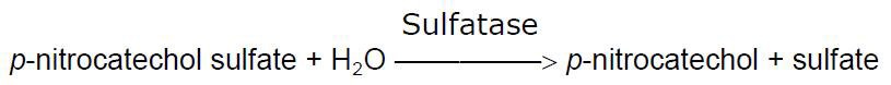 Enzymatic Assay of Sulfatase (EC 3.1.6.1.)
