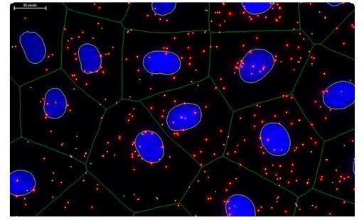 Duolink® PLA Multicolor Detection Protocol