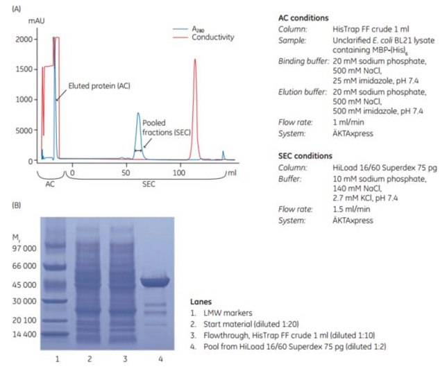 Purification from Unclariﬁed Cell Lysate using HisTrap™ FF Crude
