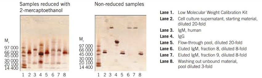 Performing a Separation with HiTrap® IgM Purifcation HP