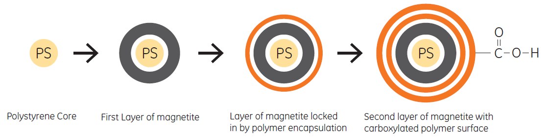 Preactivated Magnetic Beads for Affinity Chromatography