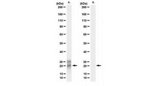 Anti-MBP (Citrulline R25) Antibody, clone 1B8 clone 1B8, from mouse ...
