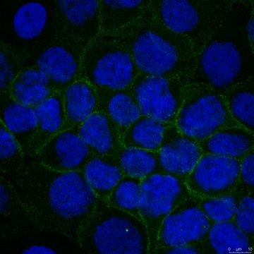 Anti-Alpha-Catenin Antibody, clone 1G5 clone 1G5, from mouse | Sigma ...