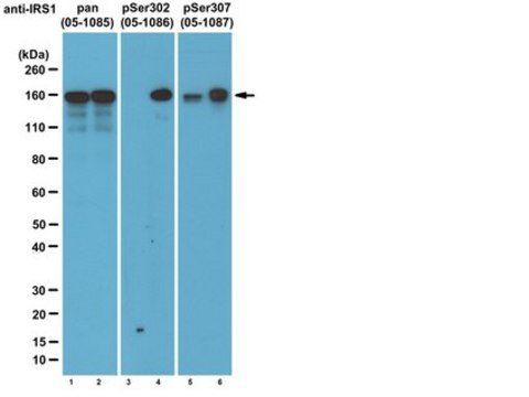 Anti-phospho-IRS1 (Ser302 mouse/ Ser307 human) Antibody, clone 8.1.2 ...